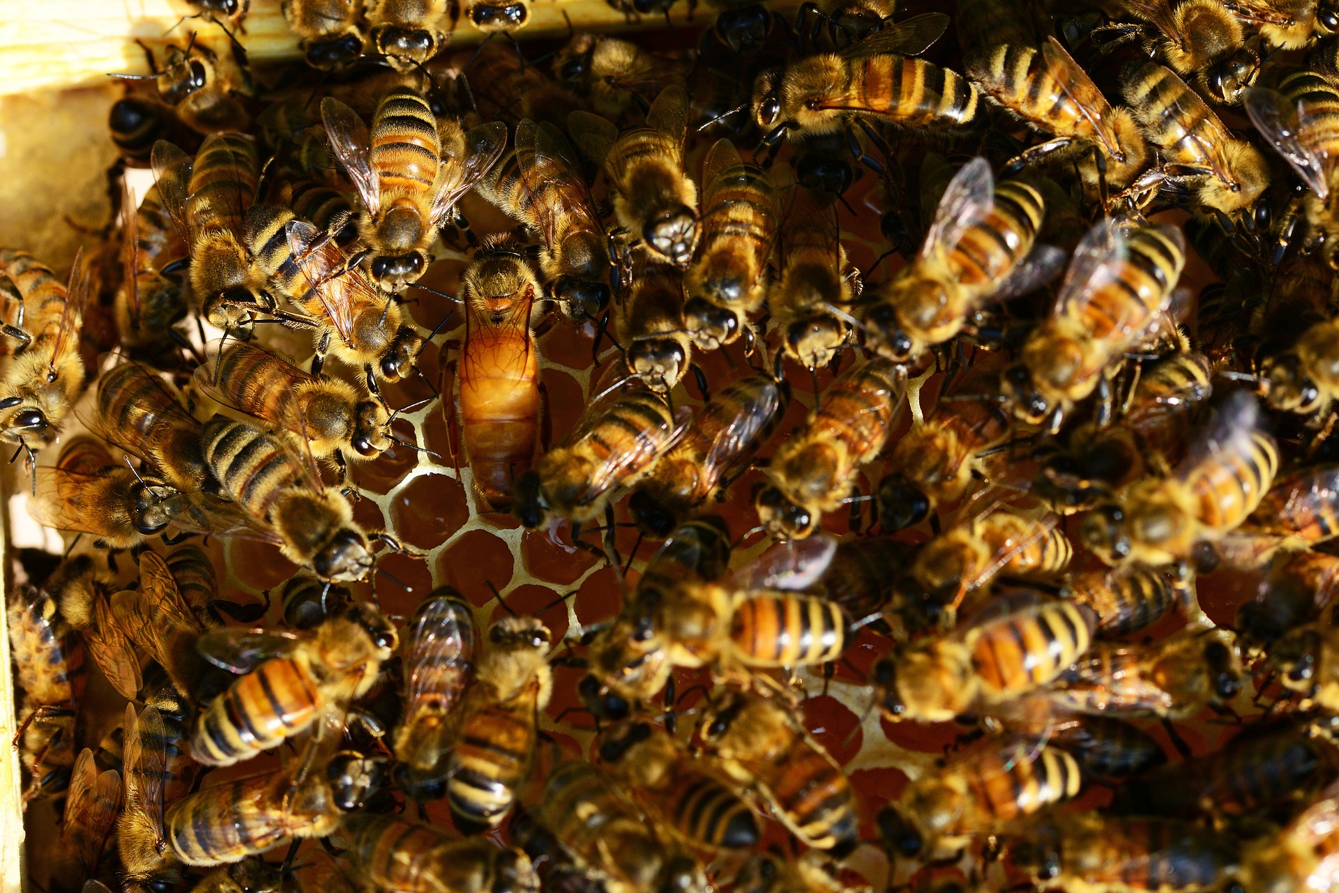 The Queen Bee - Live Bee Removal