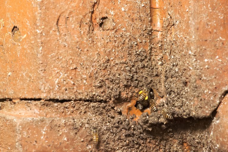 How Bees Can Damage Your Home - Live Bee Removal