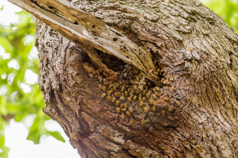 Have a Honey Bee Colony? Here’s What You Should Know - Live Bee Removal
