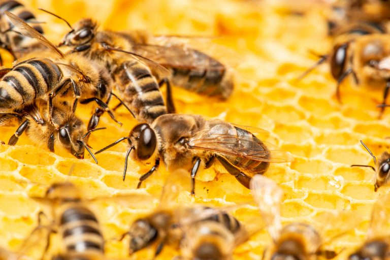 Common Questions About Bee Infestations - Live Bee Removal