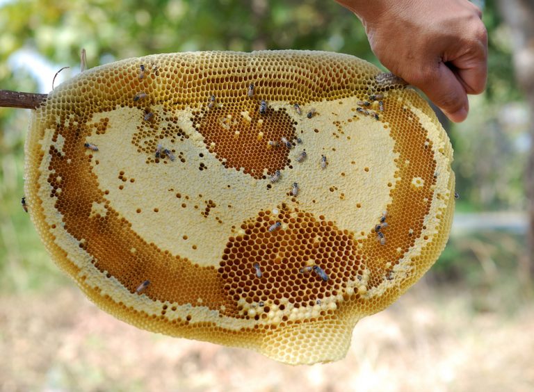 Why Should You Choose D-Tek Live Bee Removal - Live Bee Removal