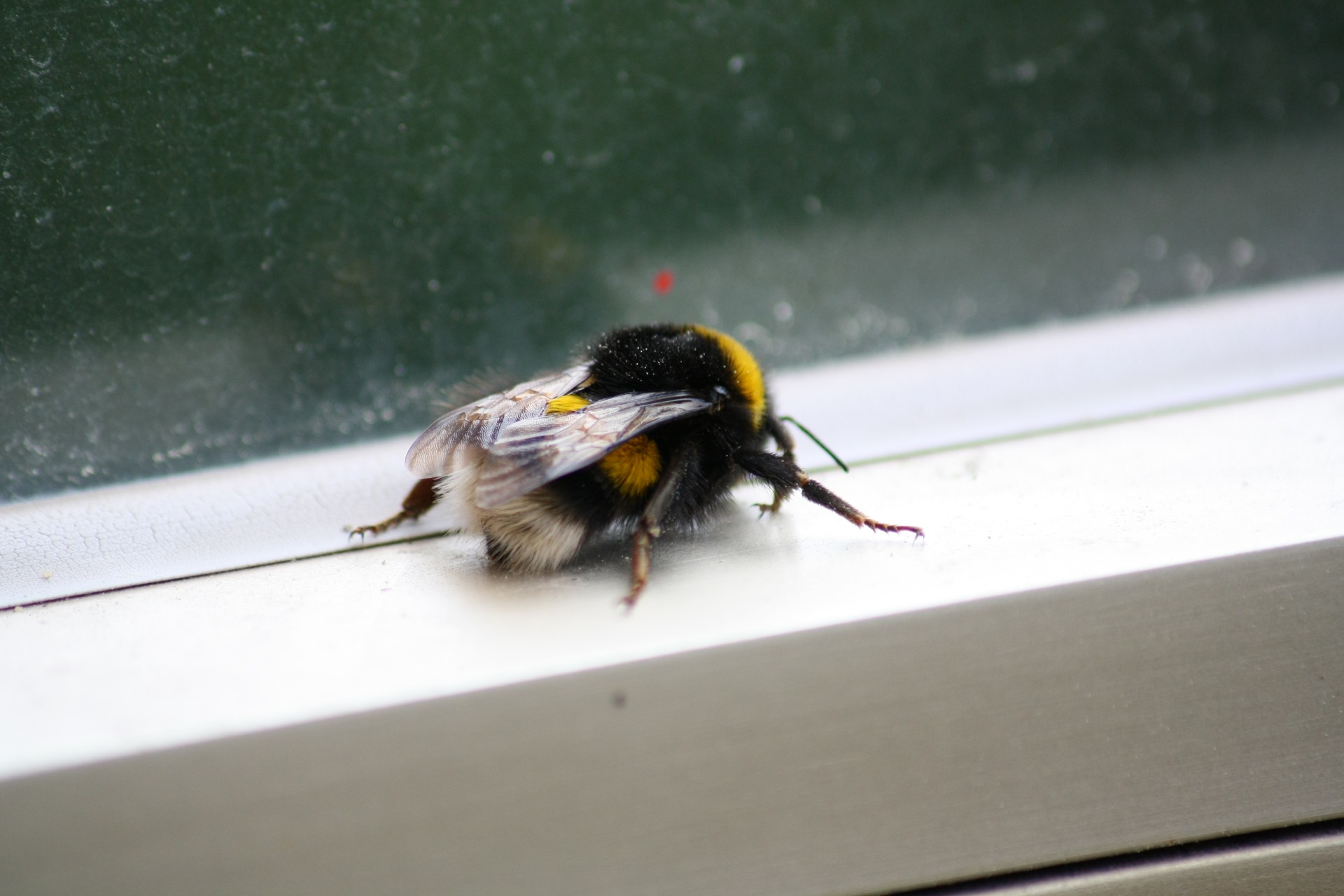 The Bees of Bridgerton - Live Bee Removal