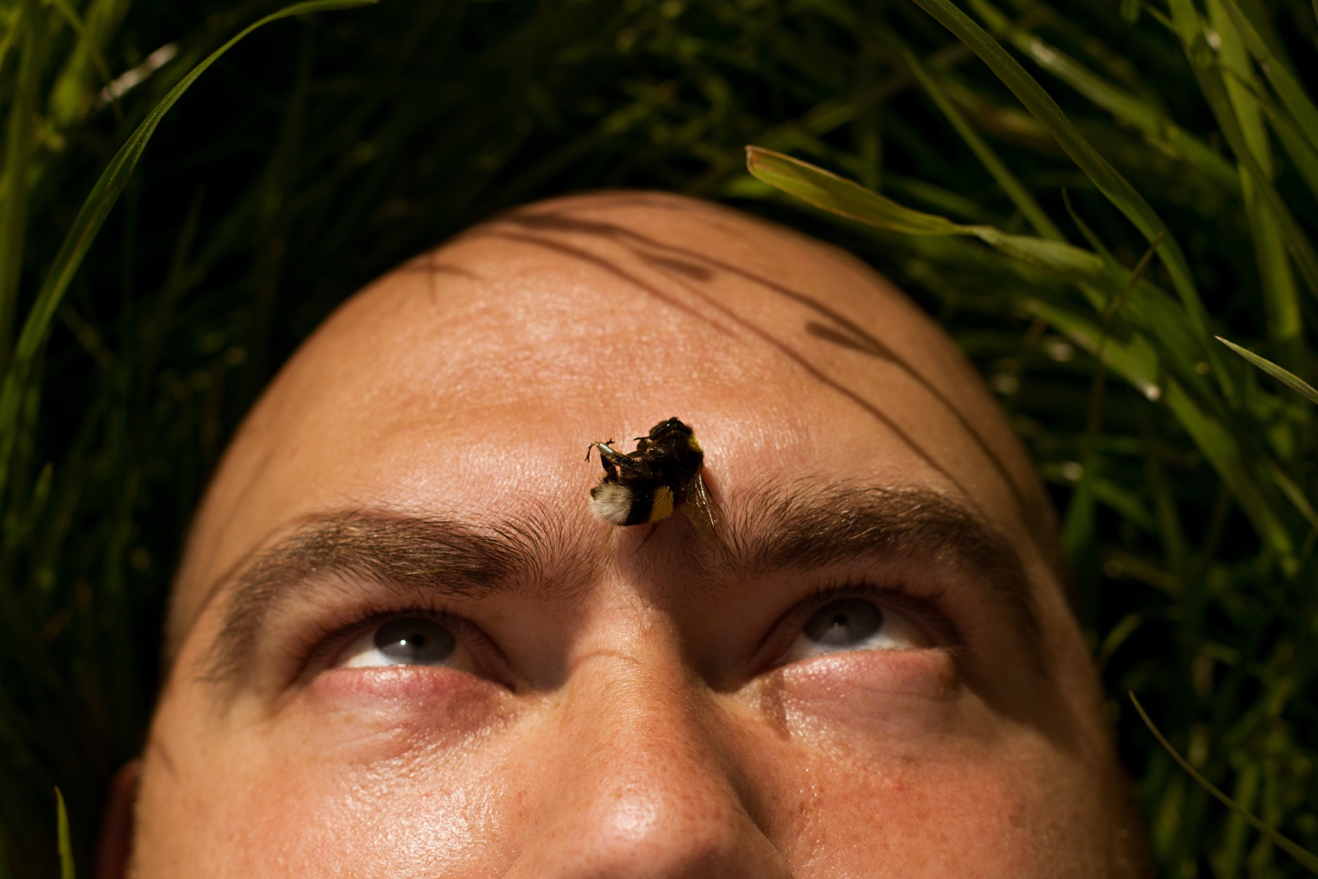 Can Bees BEE Vengeful, As Portrayed in Man vs. Bee? - Live Bee Removal