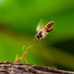 KEEP OUT! Ants Bring Disease to Honeybee Hives - Live Bee Removal