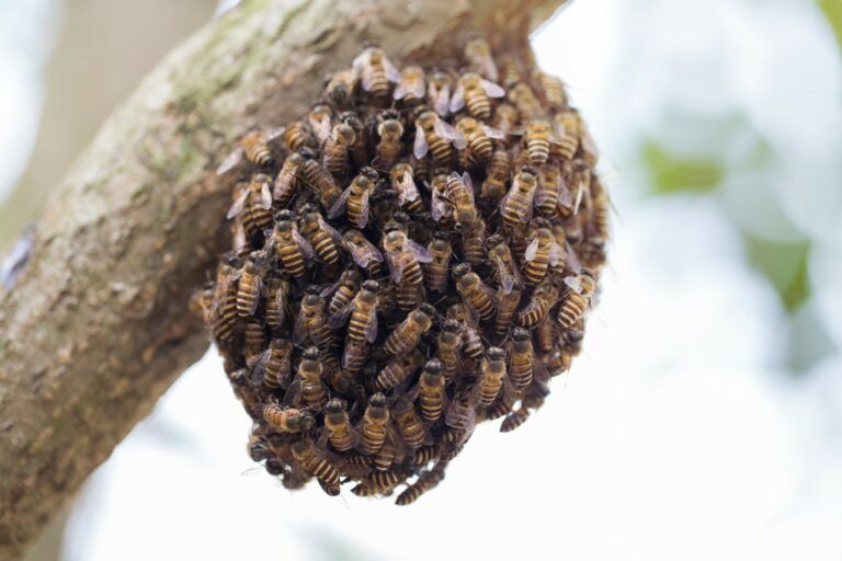 Top Quality San Clemente Bee Removal - Live Bee Removal