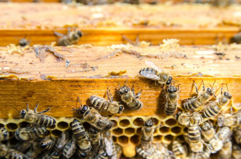 Why Bees Colonize in Walls and What to Do When It Happens - Live Bee ...
