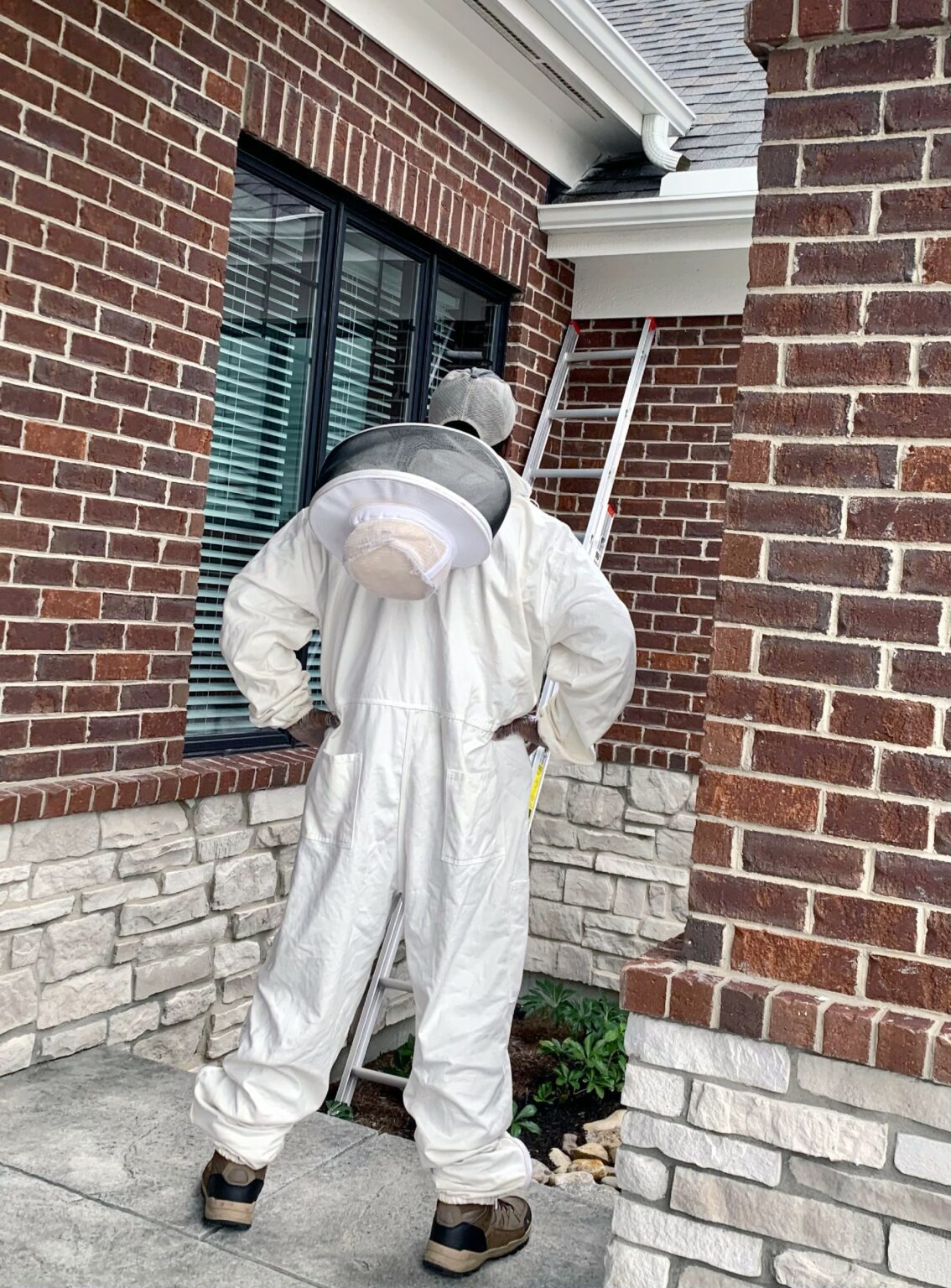 Bee Blog - Live Bee Removal