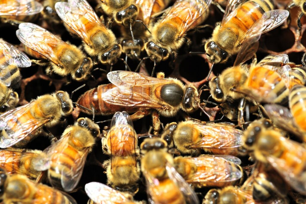 Spotlight on the Important Roles of the Honeybee Queen