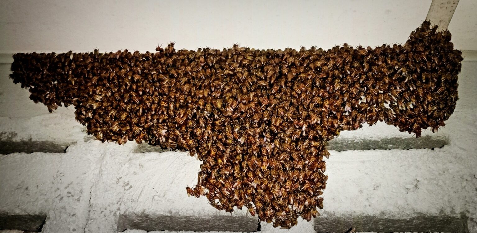 The ABCs of Bee Removal