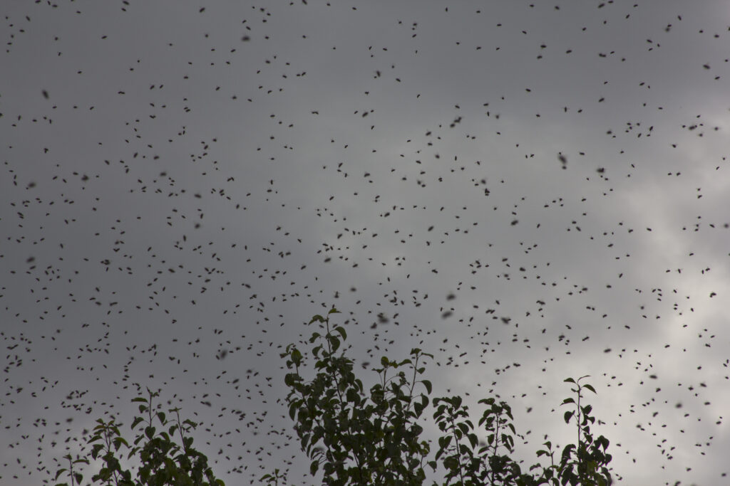 Are Super Swarms and Bee-Nados Real?