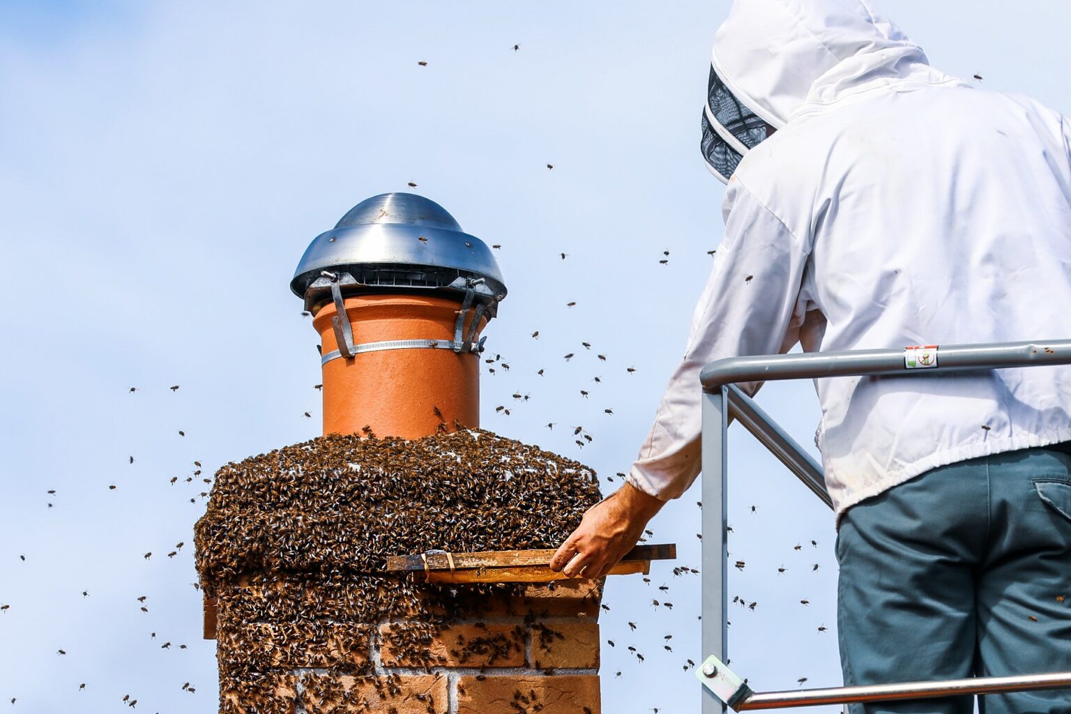 The Cut Out vs. The Trap Out Bee Removal Method