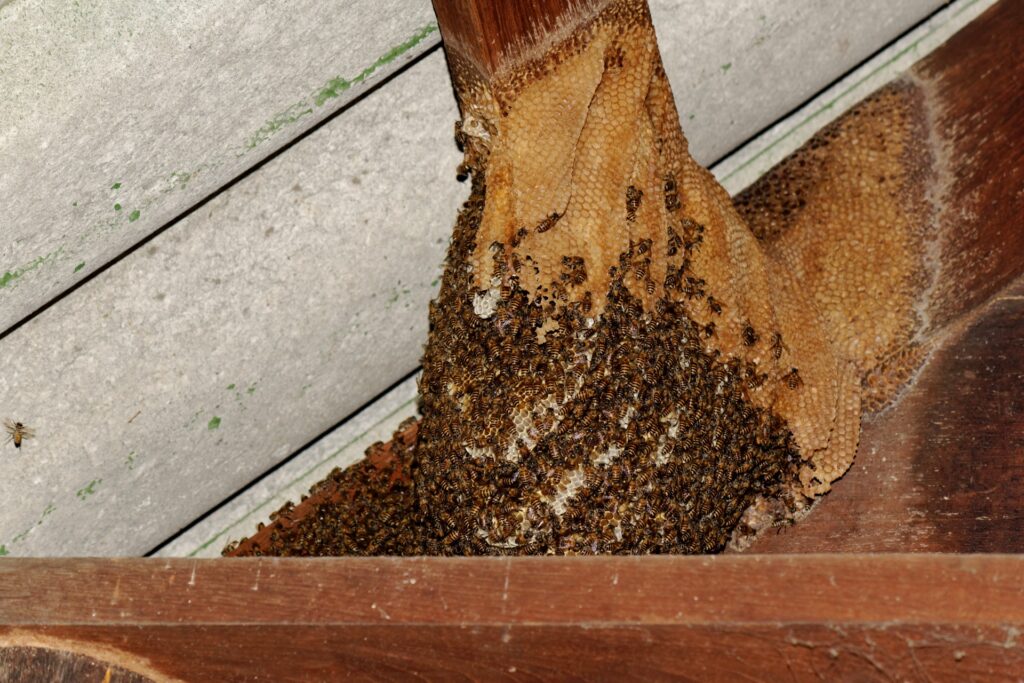 Bee Infestations Revealed
